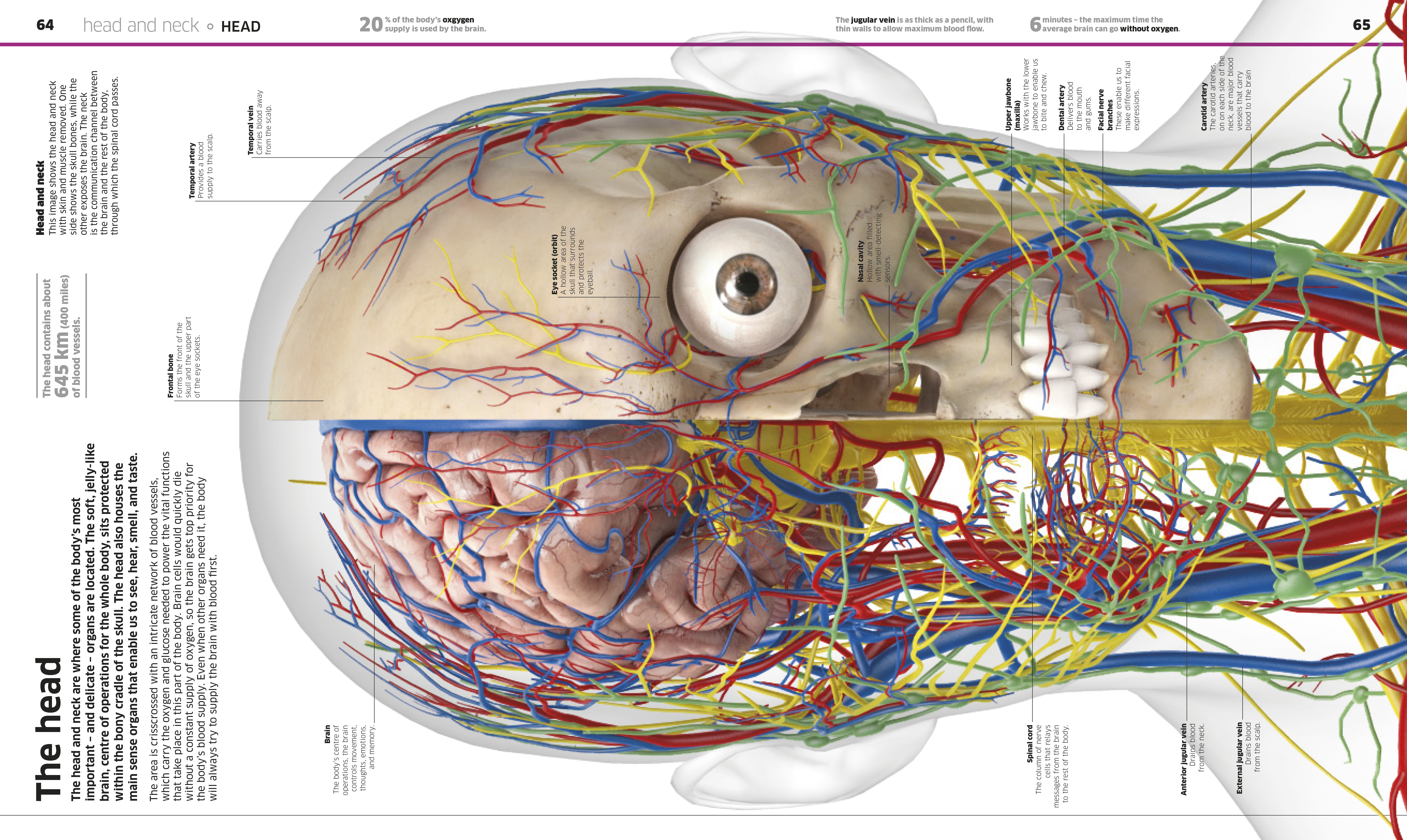 Knowledge Encyclopedia Human Body By Dorling Kindersley Angus knowledge-encyclopedia-human-body-by-dorling-kindersley-angus
