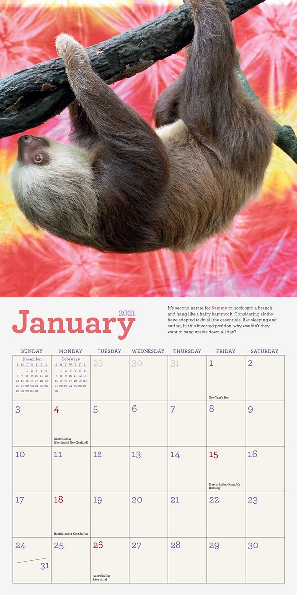 2021 Sloth Mini Wall Calendar | Angus & Robertson