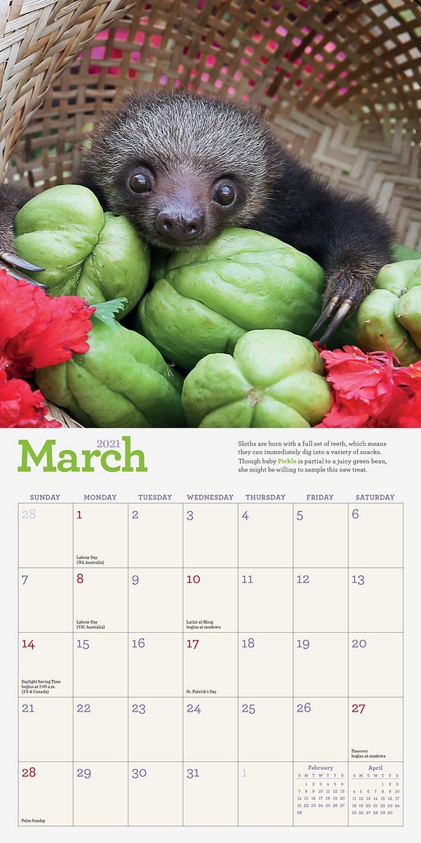 2021 Sloth Mini Wall Calendar | Angus & Robertson