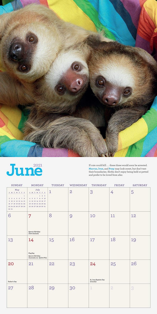 2021 Sloth Mini Wall Calendar | Angus & Robertson